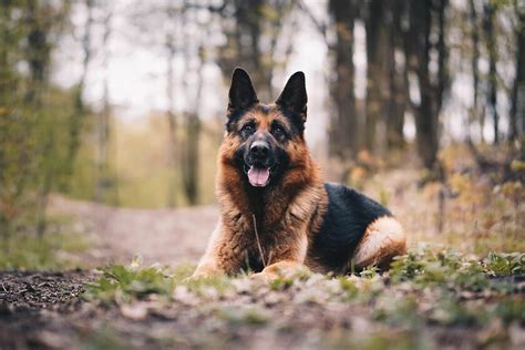 Que Raza De Perro Es Mejor Para El Hogar