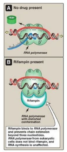 Transcription Of Prokaryotic Genes Biochemistry