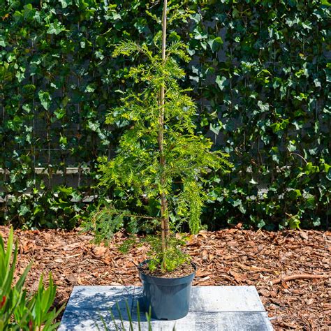Sequoia Sempervirens ~ 130cm Sklep Z Roślinami Cocaflora