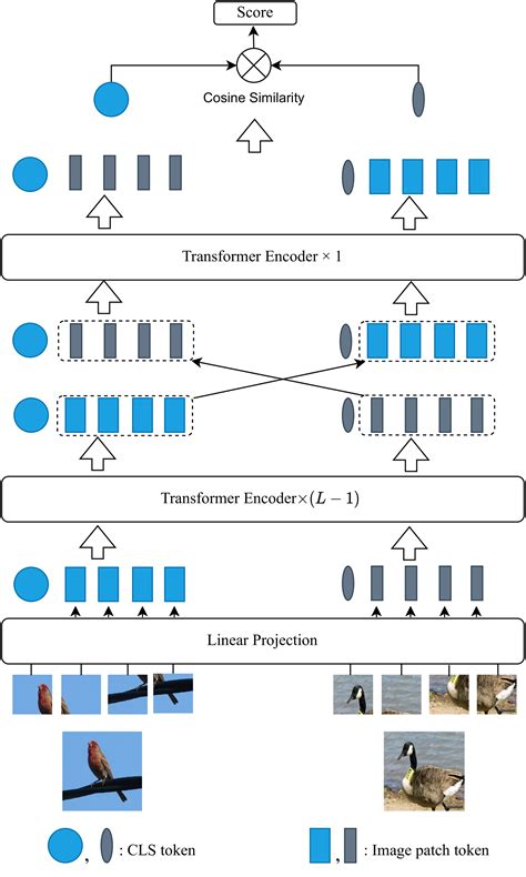 Intra Task Mutual Attention Based Vision Transformer For Few Shot