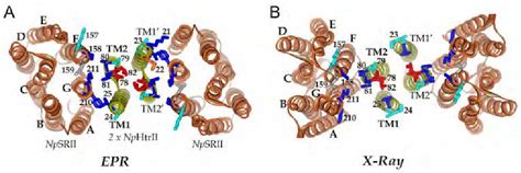 Figure 7 From 21 Site Directed Spin Labeling And Electron Paramagnetic Resonance Epr