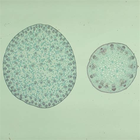 Typical Monocot And Dicot Stem Slide Cs 12 µm Nantah Capital 2022