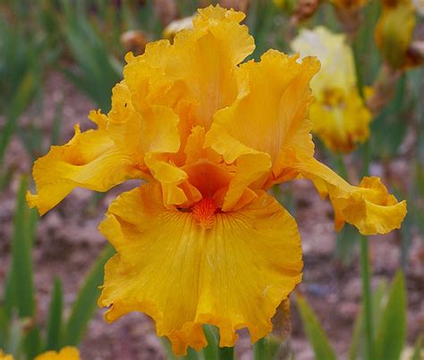 Iris Comment Les Choisir Les Planter Les Diviser D Tente Jardin