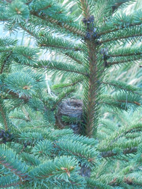 Ronnas Blog Chipping Sparrow Nest
