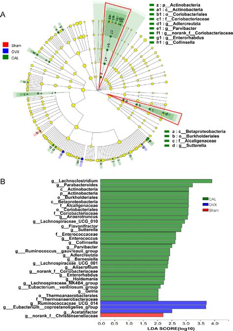 Lefse Linear Discriminant Analysis Effects Size Analysis Of Gut