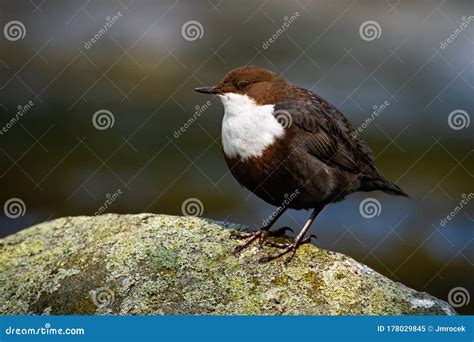 Cute White Throated Dipper Sitting On A Stone With Moss In River Stock Image Image Of Bird