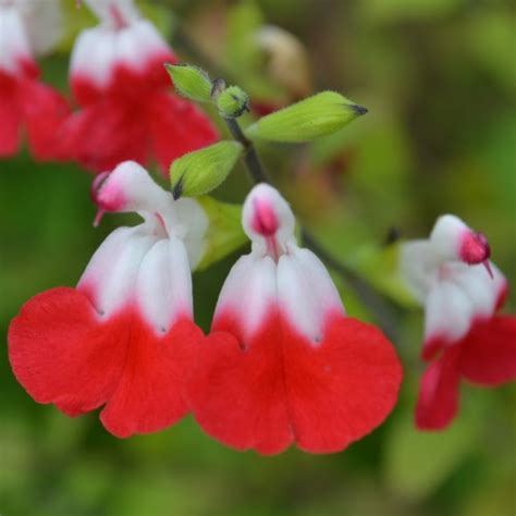 Salvia X Jamensis Hot Lips Sage Buy Herb Plants