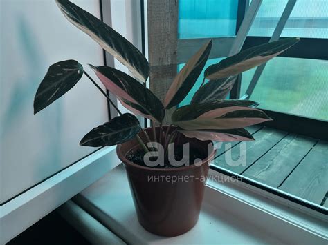 Цветы — купить в Красноярске Горшечные растения и комнатные цветы на интернет аукционе