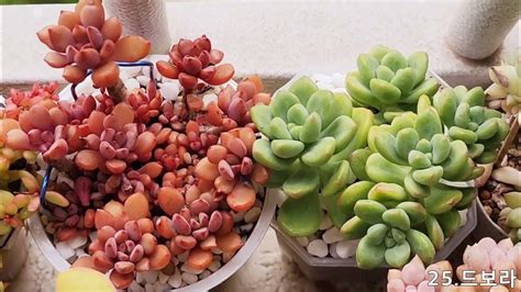 23 06 20 처음 다육이를 시작한다면 제가 키우고 있는 다육이 중에서 뽑아 봅니다 3 Youtube