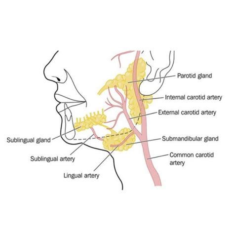 Submandibular Gland Submandibular Gland Anatomy And Clinical Aspects