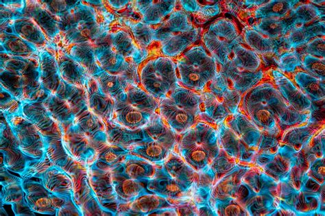 Download Fractal Nature Black Royalty Free Stock Illustration Image Pixabay