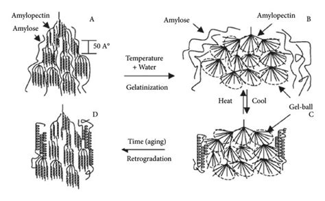 Molecular Structure Of Amylopectin And Amylose During Gelatinization [70] Download Scientific
