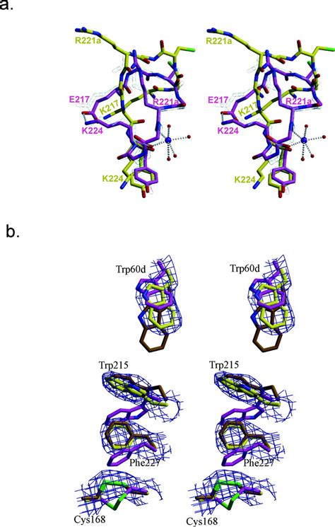Crystal Structure Of Anticoagulant Thrombin Variant E217k Provides