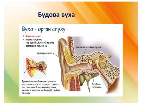Як працюють органи чуття