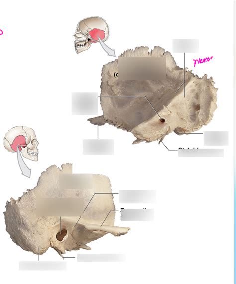 Temporal Bone Diagram Quizlet
