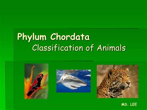 Ppt Phylum Chordata Classification Of Animals Powerpoint Presentation