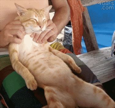 And This Cat Enjoying A Shoulder Rub After A Hard Day At Work Artofit