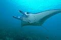 Manta Genre — Wikipédia