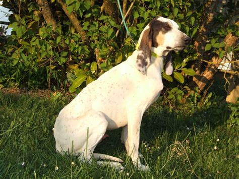 Ariege Pointer Dog Photo And Wallpaper Beautiful Ariege Pointer Dog