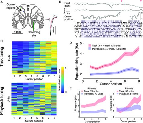 Cursor Tuning Shifts To Target Location Download Scientific Diagram