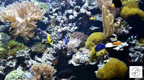 Saltwater Aquarium Setup
