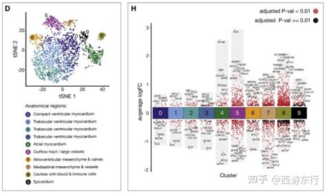 Scrna分析 一（尽）文（力）解决你的单细胞火山图问题 知乎