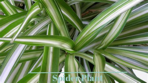 Beginners Guide How To Care For Your Spider Plant Chlorophytum