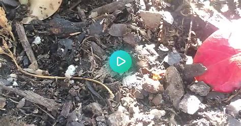 Tiny Bugs Album On Imgur