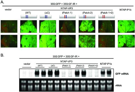 Positive Correlation Between Dsrna Binding And Rna Silencing