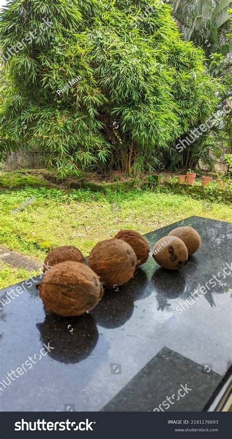 Naked Coconut Beautiful Tree Stock Photo 2181176693 Shutterstock