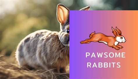How To Treat Ear Mites In Rabbits Pawsome Rabbits