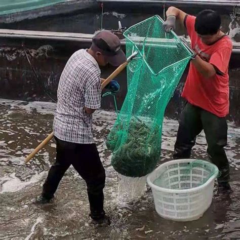 工厂化养虾，大显神威！60万尾虾苗，产量高达175万斤！养殖南美海洋