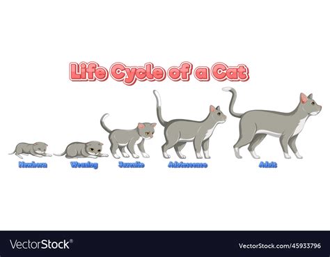 Science Life Cycle Of Cat Royalty Free Vector Image