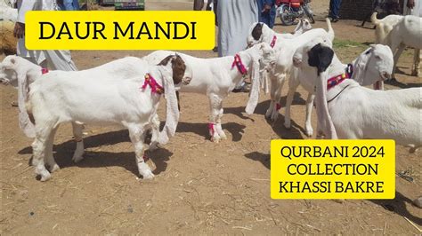 Qurbani 2024 And 2025 Gulabi Goats Rates Daur Mandi Khassi Bakre Youtube