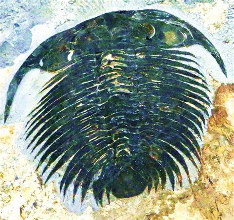 Homology Encyclopedia Mdpi