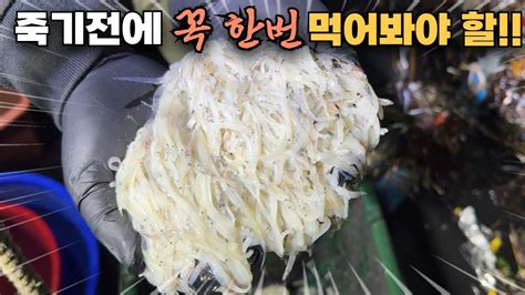 1년에 딱 1달만 먹을 수 있는 실치회 지금 아니면 못 먹습니다~ Youtube