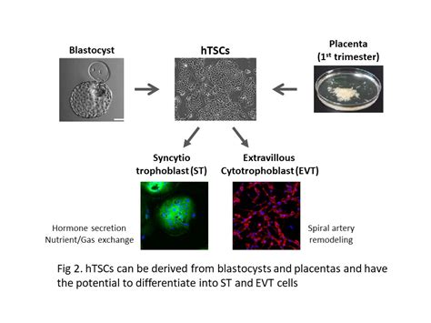 胎盘发育与滋养层细胞的研究进展 干细胞信息平台