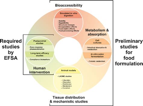 Experimental Workflow To Perform Nutrikinetic Studies With Food