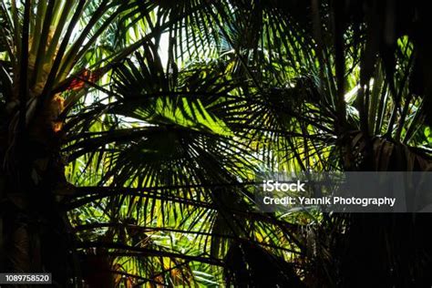 화창한 여름 날 에 굽기 야자수 숲 로얄 국립 공원에 있는 시드니 근처에서 태양 광선와 손바닥 0명에 대한 스톡 사진 및 기타 이미지 Istock