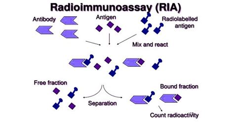 Radioimmunoassay An Immunological Assay Assignment Point