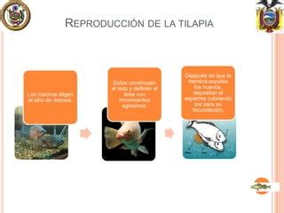Reproduccion Tilapias Pptx