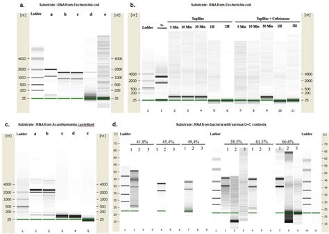 Rna 6000 Pico Labchip Kit Agilent Technologies Bioz