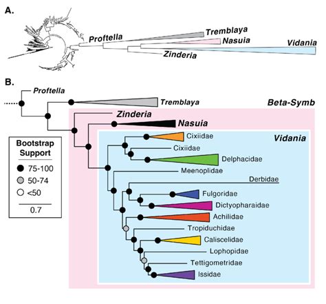 Phylogenetic Relationships Of The Betaproteobacteria A Maximum