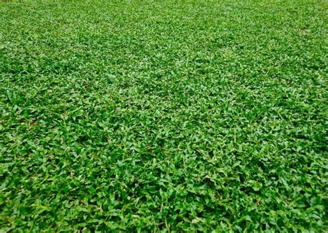 Natural Green Rectangular Pearl Grass Sheet For Garden At ₹ 15sq Ft