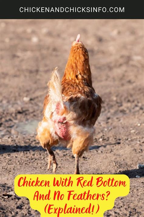 Chicken With Red Bottom And No Feathers Explained Chicken