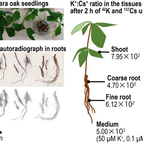 Measurement Of The Uptake Rate Of Potassium And Caesium By Ri Tracer Download Scientific