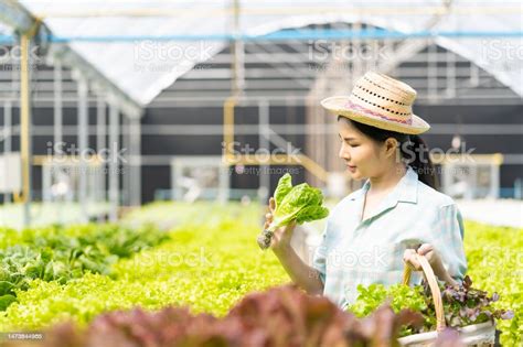 농부 채소밭 주인 젊은 아시아 친절한 여자 미소와 야채 샐러드 농장 보육원에서 생산된 유기농 신선한 수경 야채 온실 농업 사업 아이디어 2명에 대한 스톡 사진 및 기타