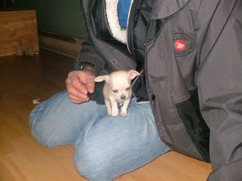 Ruby Cupcake December 1 2006 July 22 2007