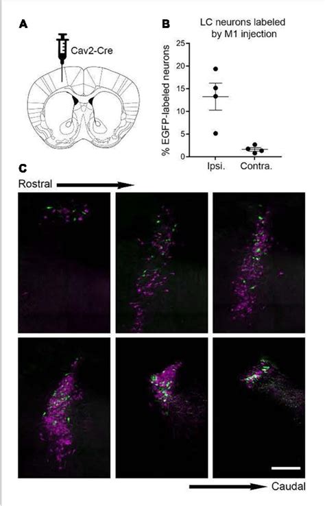 Figure 2 From Probing The Structure And Function Of Locus Coeruleus