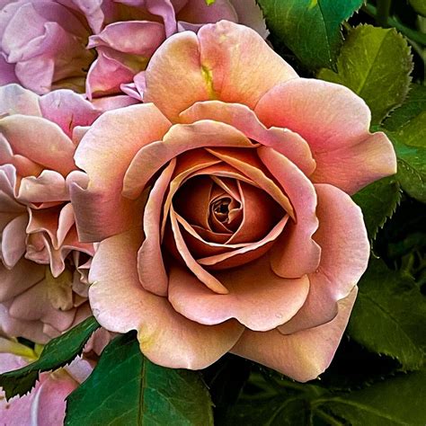 Dusty Rose Color Flowers